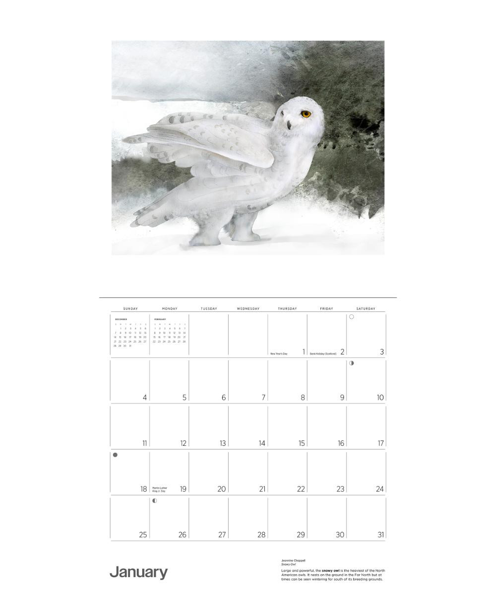 Owls: Jeannine Chappell - 2026 Wall Calendar