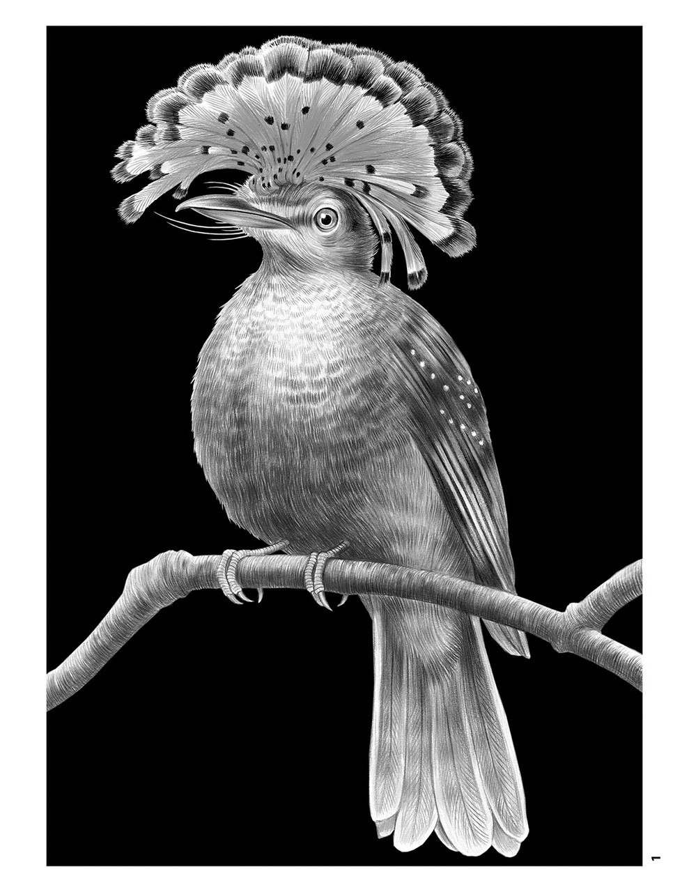 Intricate Ink: Animals in Detail Volume 3 Coloring Book - Pack of 1 ...