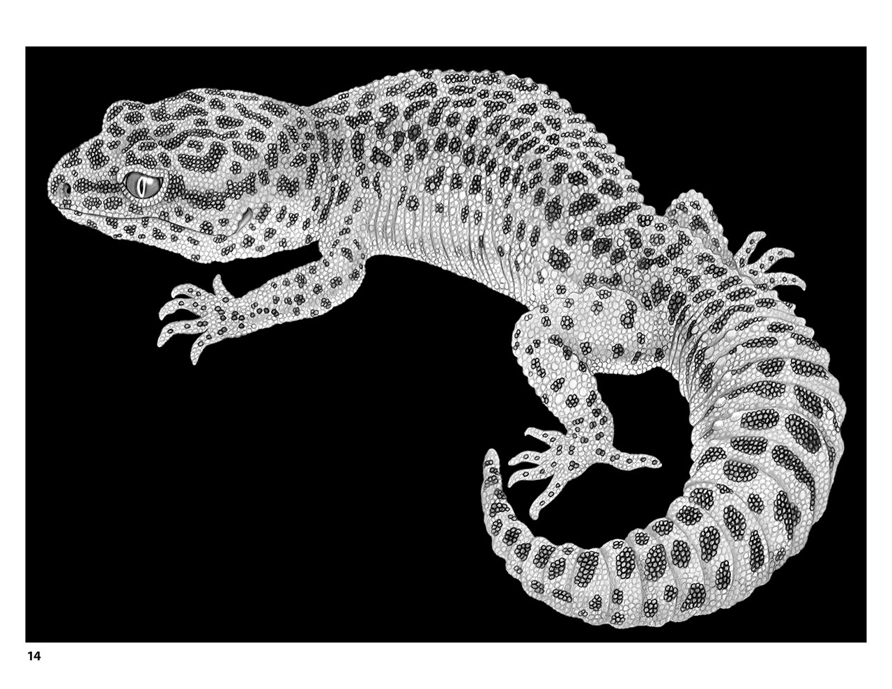 Intricate Ink: Animals in Detail Volume 3 Coloring Book - Pack of 1 ...