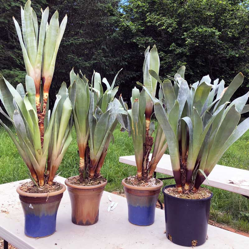 Brocchinia reducta for sale.