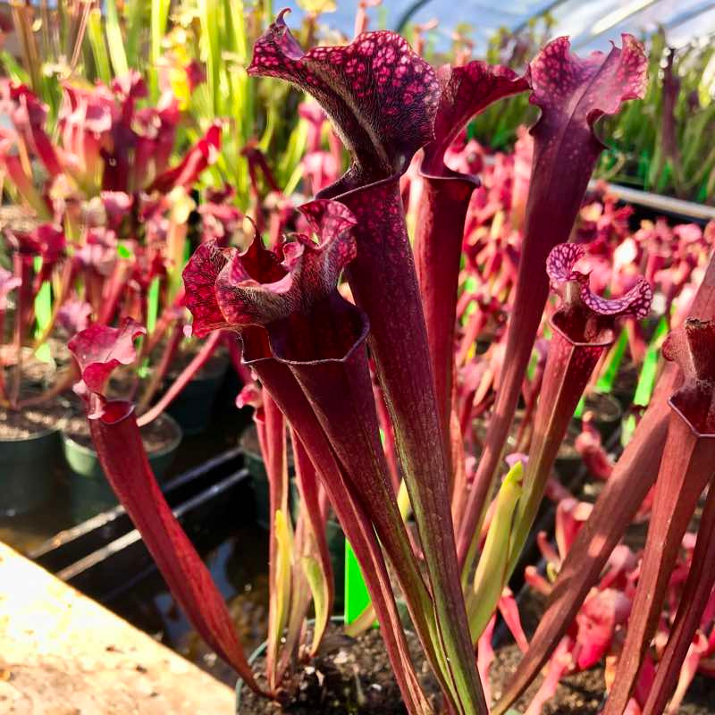 Sarracenia Judith Hindle for Sale. Grow Carnivorous Plants!