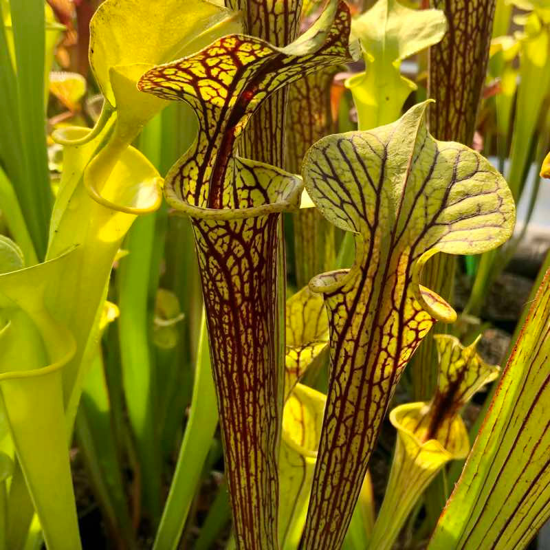 Sarracenia flava ornata (Bullock County, Clone C) for Sale. Grow ...