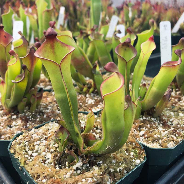 Heliamphora heterodoxa for Sale. Grow Carnivorous Plants!