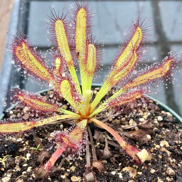 Drosera Hercules for Sale. Grow Carnivorous Plants!