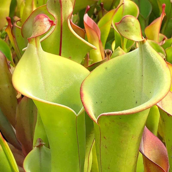 Heliamphora tatei x (arenicola x ionasi)