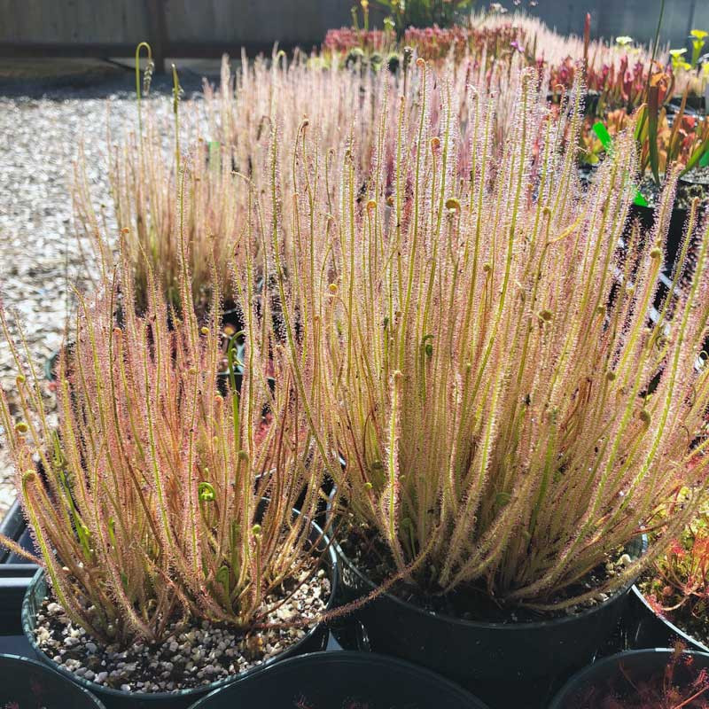 Drosera filiformis for Sale. Grow Carnivorous Plants!