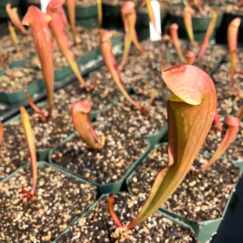 Sarracenia Bug Bat for Sale. Grow Carnivorous Plants!
