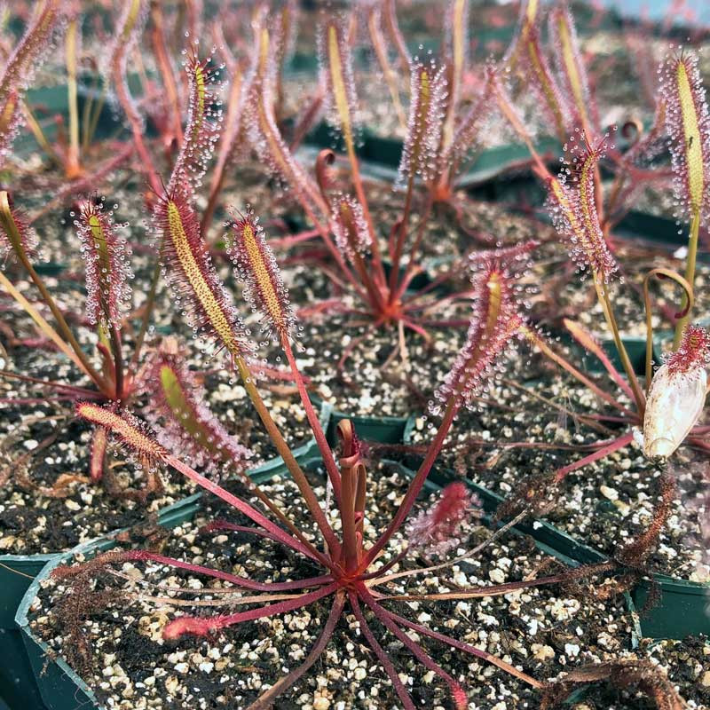 Drosera capensis Red Leaf for Sale. Grow Carnivorous Plants!