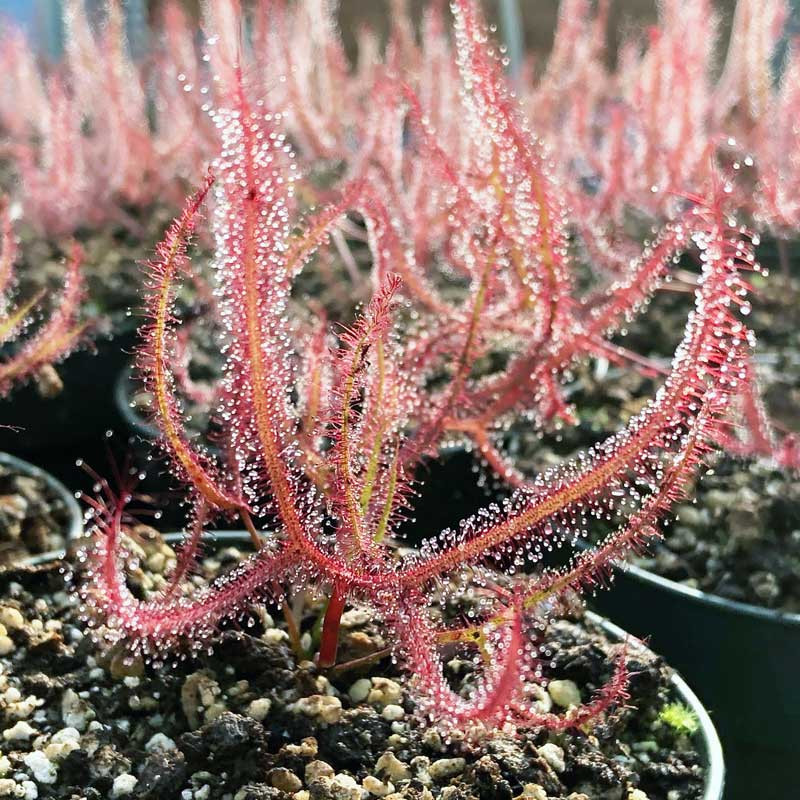 Drosera multifida Extrema for Sale. Grow Carnivorous Plants!