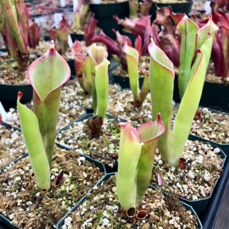 Heliamphora tatei for sale. Grow Carnivorous Plants!