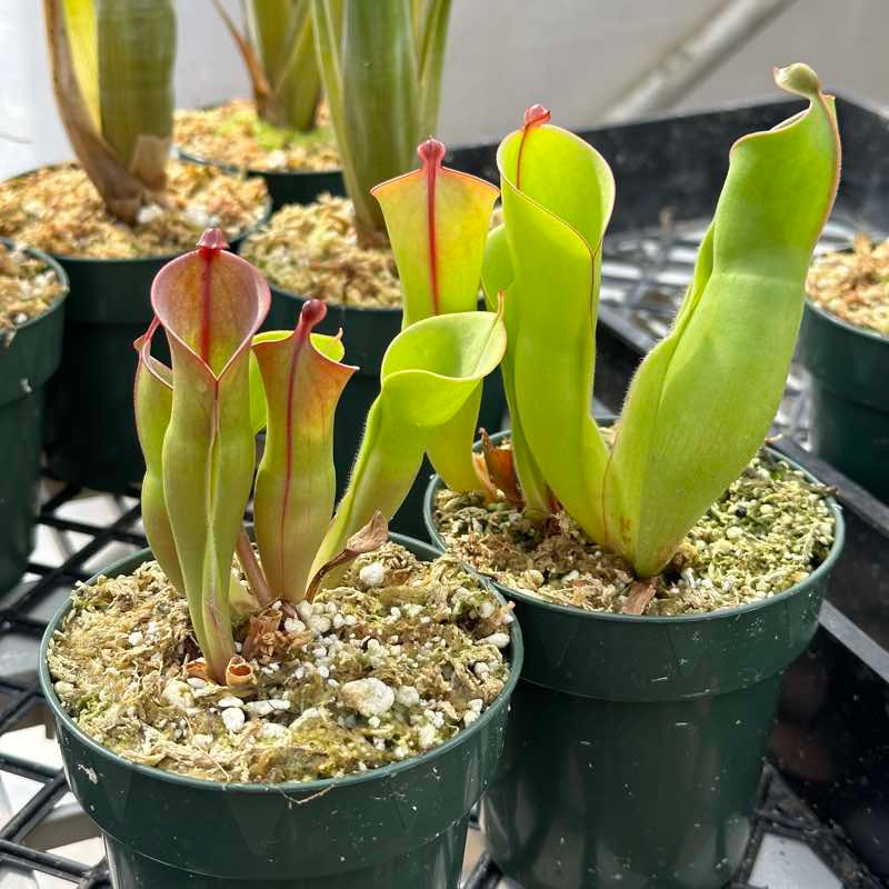 Heliamphora heterodoxa x minor for Sale. Grow Carnivorous Plants!