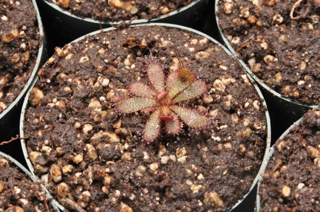 Drosera Drosera hamiltonii for Sale. Grow Carnivorous Plants!