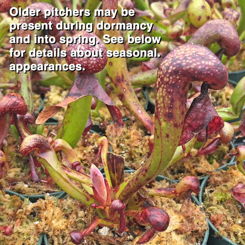 Darlingtonia californica for Sale. Grow Carnivorous Plants!