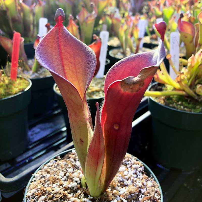 Heliamphora tatei x pulchella