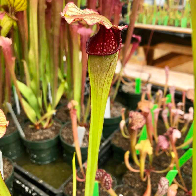 Sarracenia Madeline for Sale - Grow Carnivorous Plants!