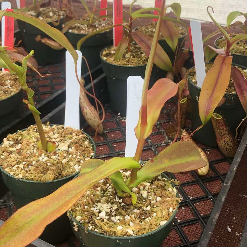 Nepenthes spectabilis Savior for Sale