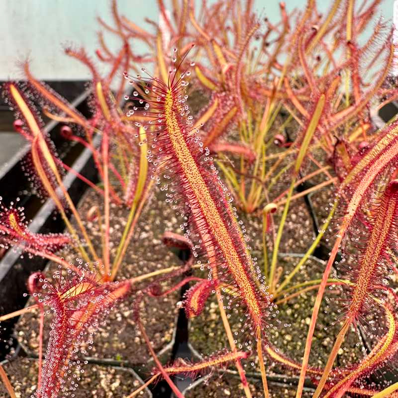 Drosera Capensis For Sale