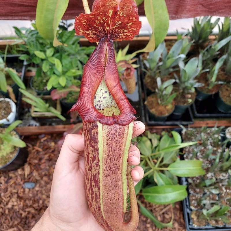 Nepenthes Song of Melancholy (Clone C) for Sale | Grow Carnivorous Plants!
