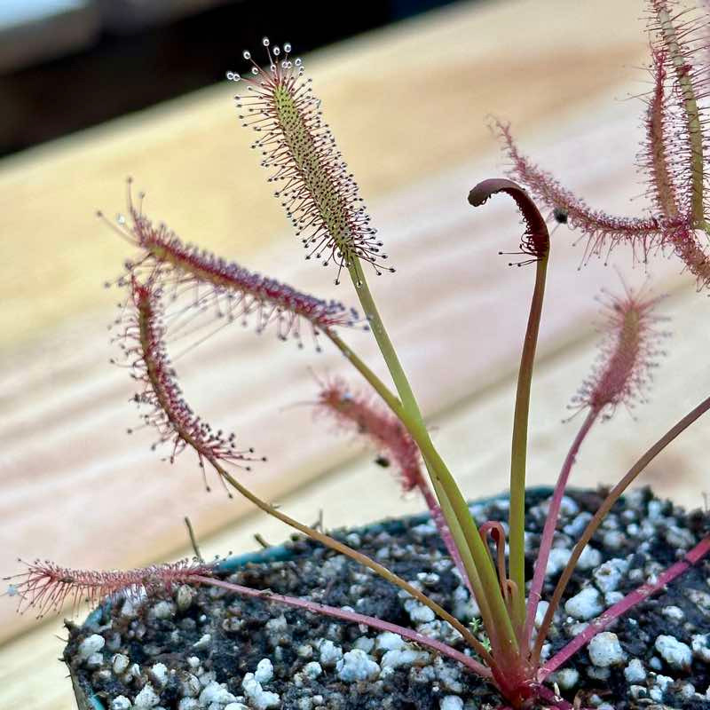 Collection of Tropical Sundews | Beautiful Carnivorous Plants for Sale
