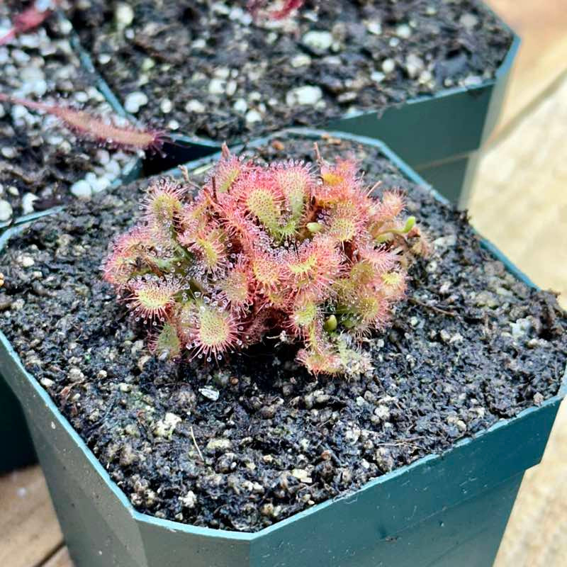 Collection of Tropical Sundews | Beautiful Carnivorous Plants for Sale