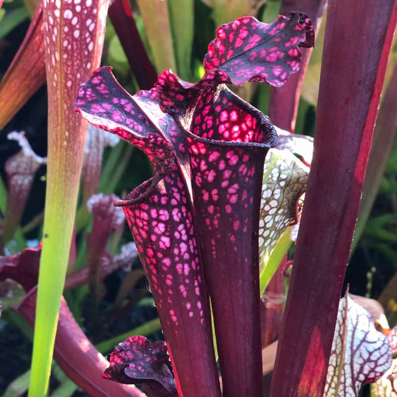 Sarracenia Norma Addington for Sale | Grow Carnivorous Plants!