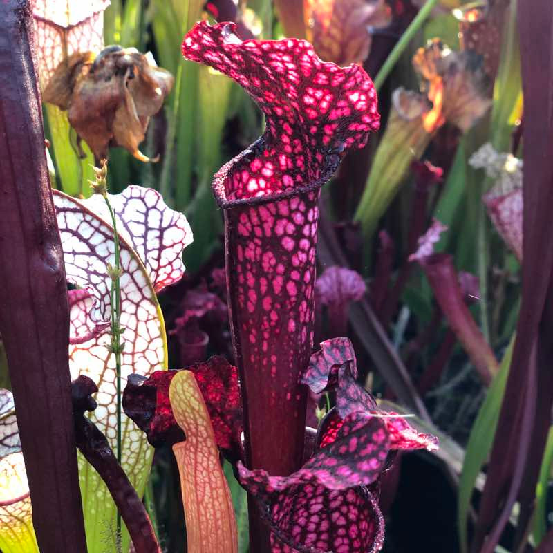 Sarracenia Norma Addington for Sale | Grow Carnivorous Plants!