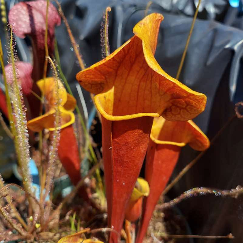 Sarracenia Doreen's Colossus x Chinook for Sale | Grow Carnivorous Plants!