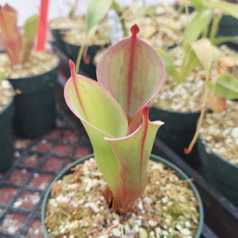 Heliamphora puchella x minor for Sale