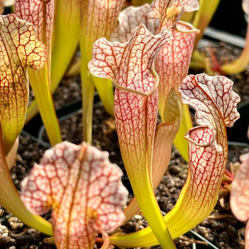 Sarracenia Velvet for Sale. Grow Carnivorous Plants!