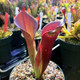 Heliamphora tatei x pulchella