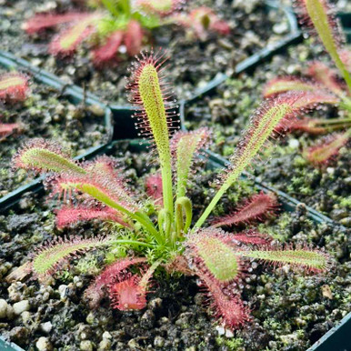 Drosera capensis x spatulata for Sale. Grow Carnivorous Plants!