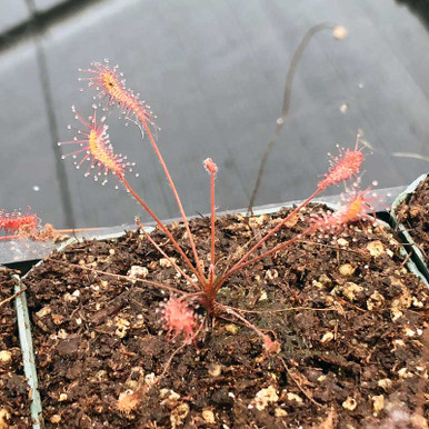 Drosera affinis