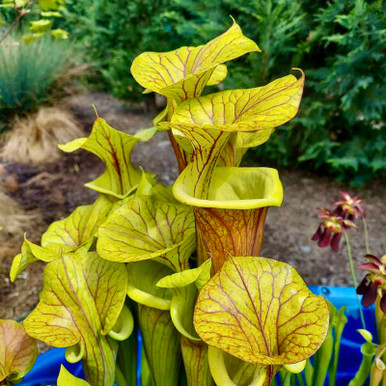 Sarracenia flava Red Marble for Sale. Grow Carnivorous Plants!