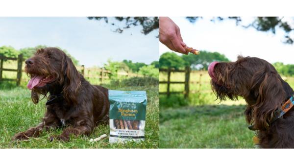 Rawhide in all shapes and forms: Introducing Bingham Farms - Pedigree ...