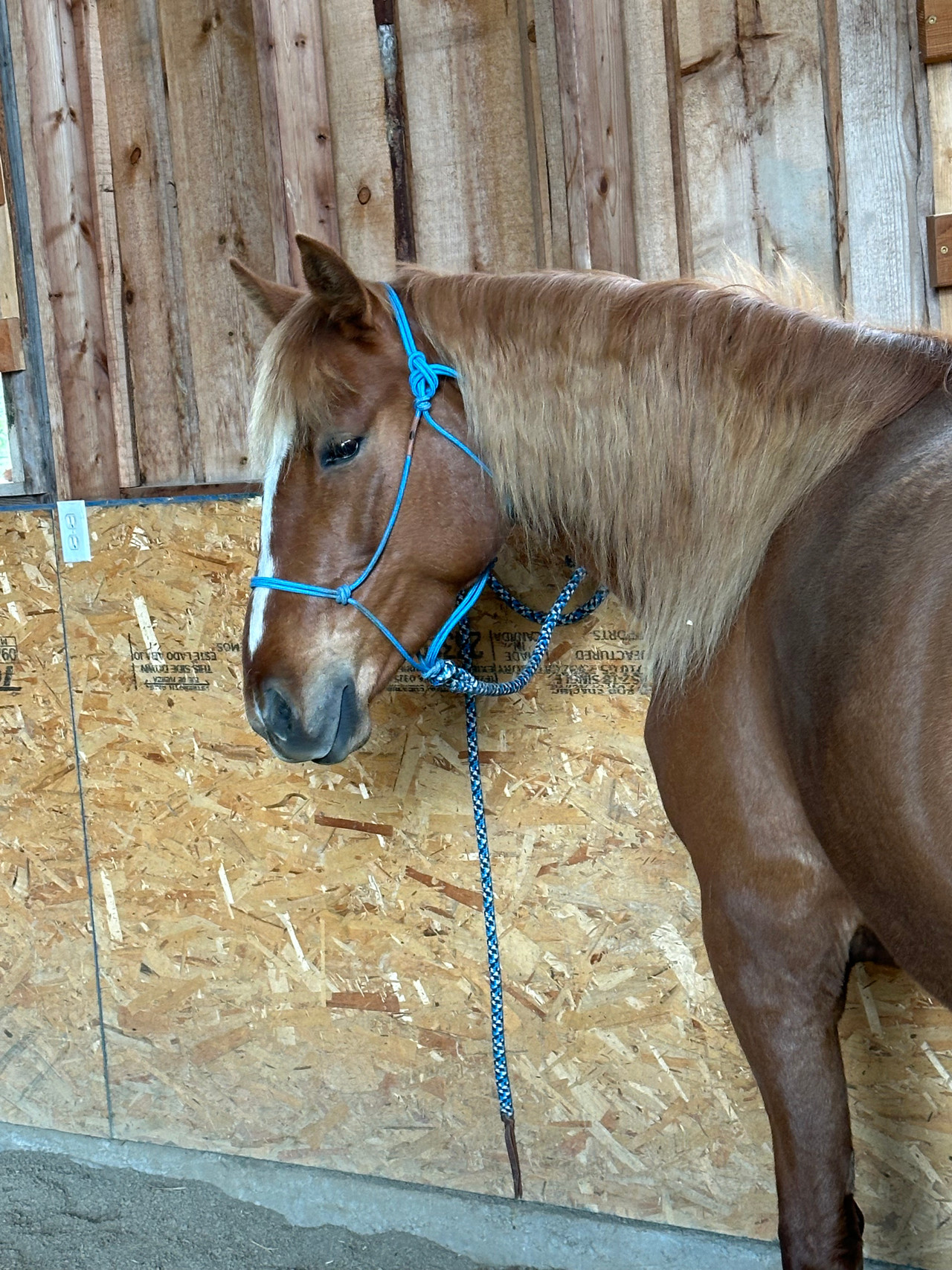 O-Ring Halter