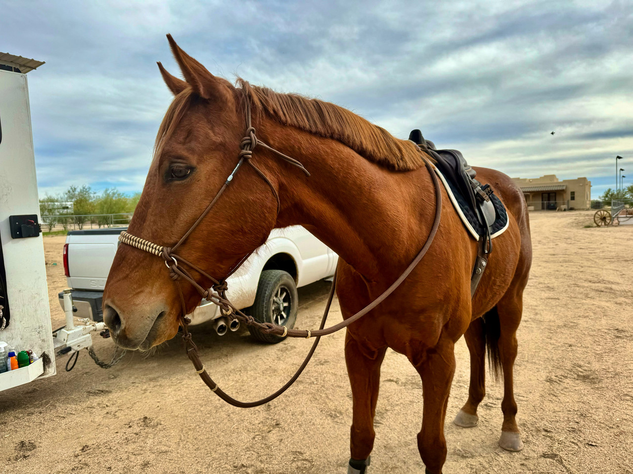 Bitless Riding Halter- Indian Hackamore style