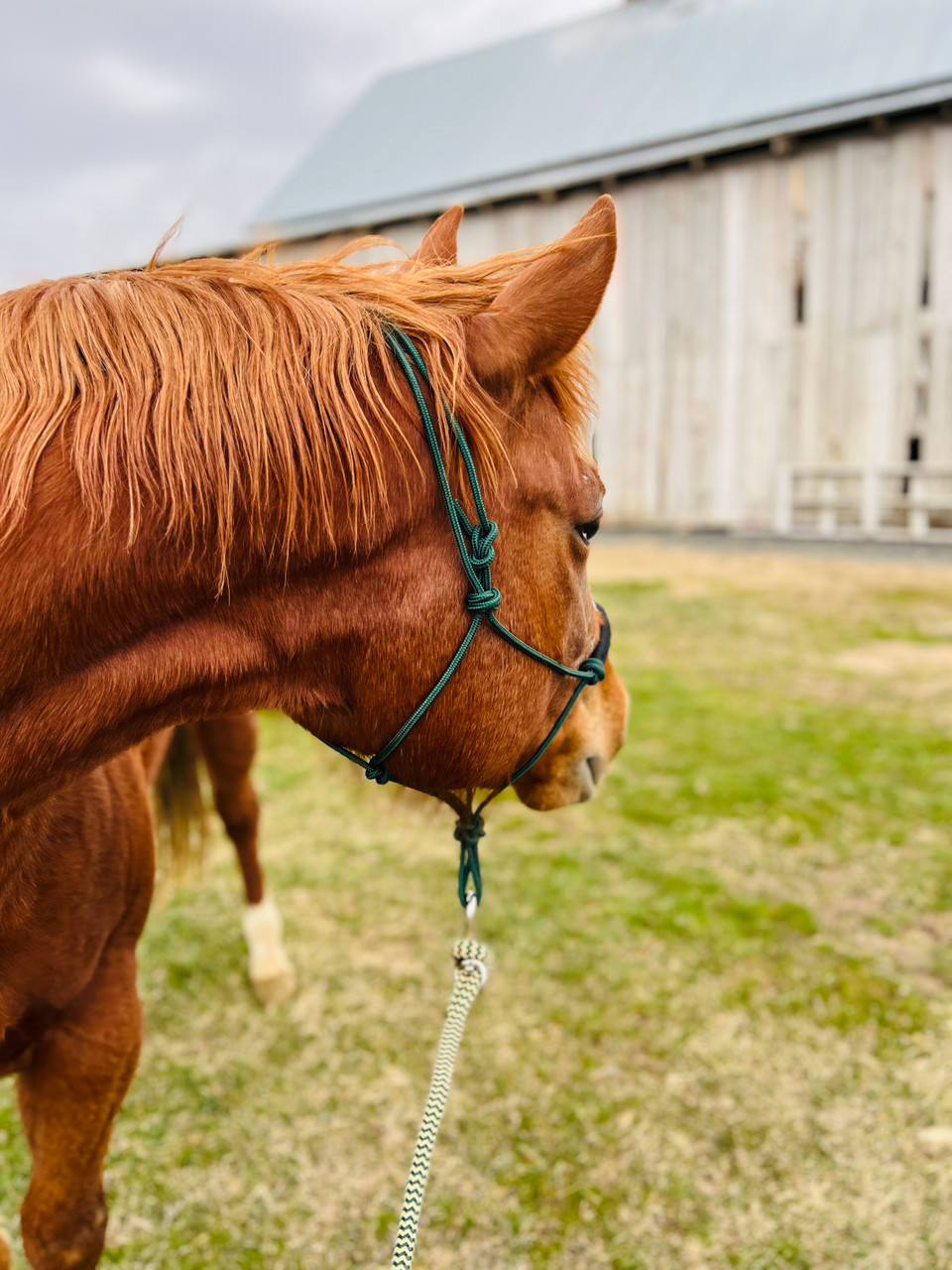 Easy Clip Halter