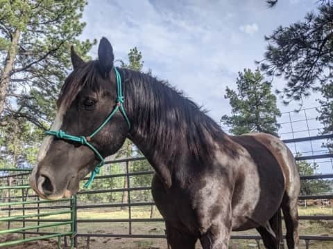 O-Ring Halter
