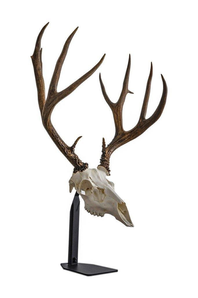 Dead On Display European Skull Mount Desktop Mount | Nechako Outdoors ...
