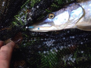 Drop shotting for carp - Lure Geek