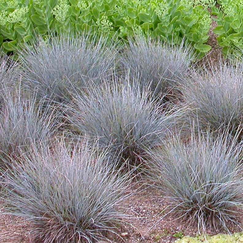 Festuca Cool as Ice liners from Emerald Coast Growers