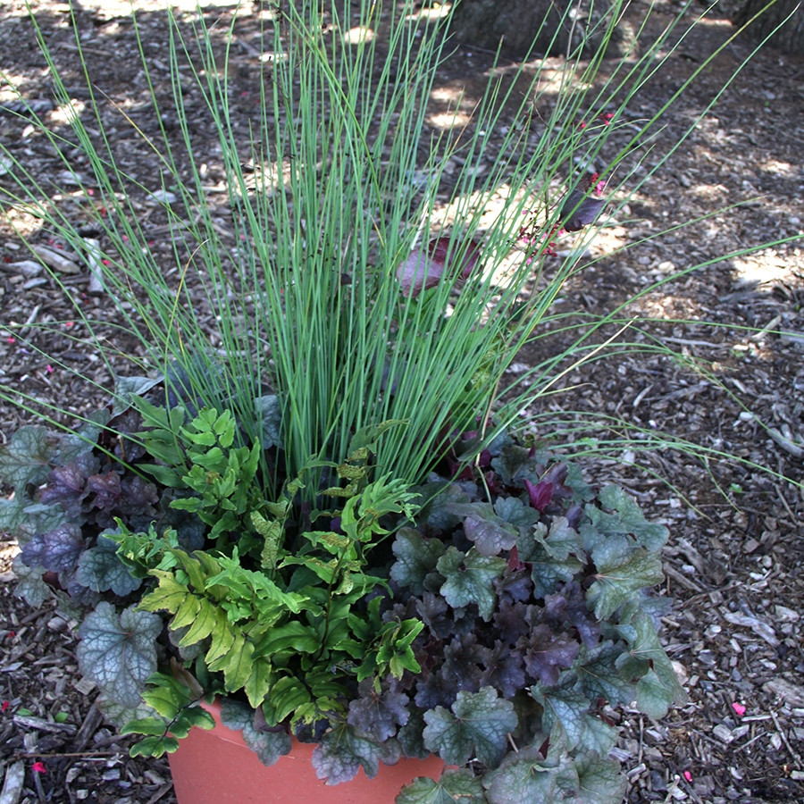 Juncus Blue Dart liners from Emerald Coast Growers