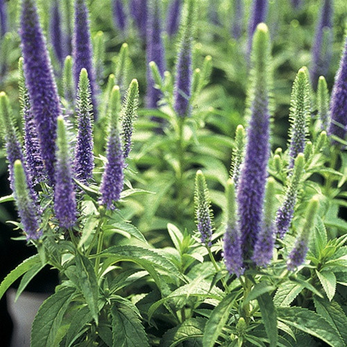 Veronica Tidal Pool liners from Emerald Coast Growers