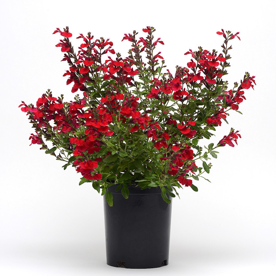 Salvia Mirage Rose Bicolor liners from Emerald Coast Growers