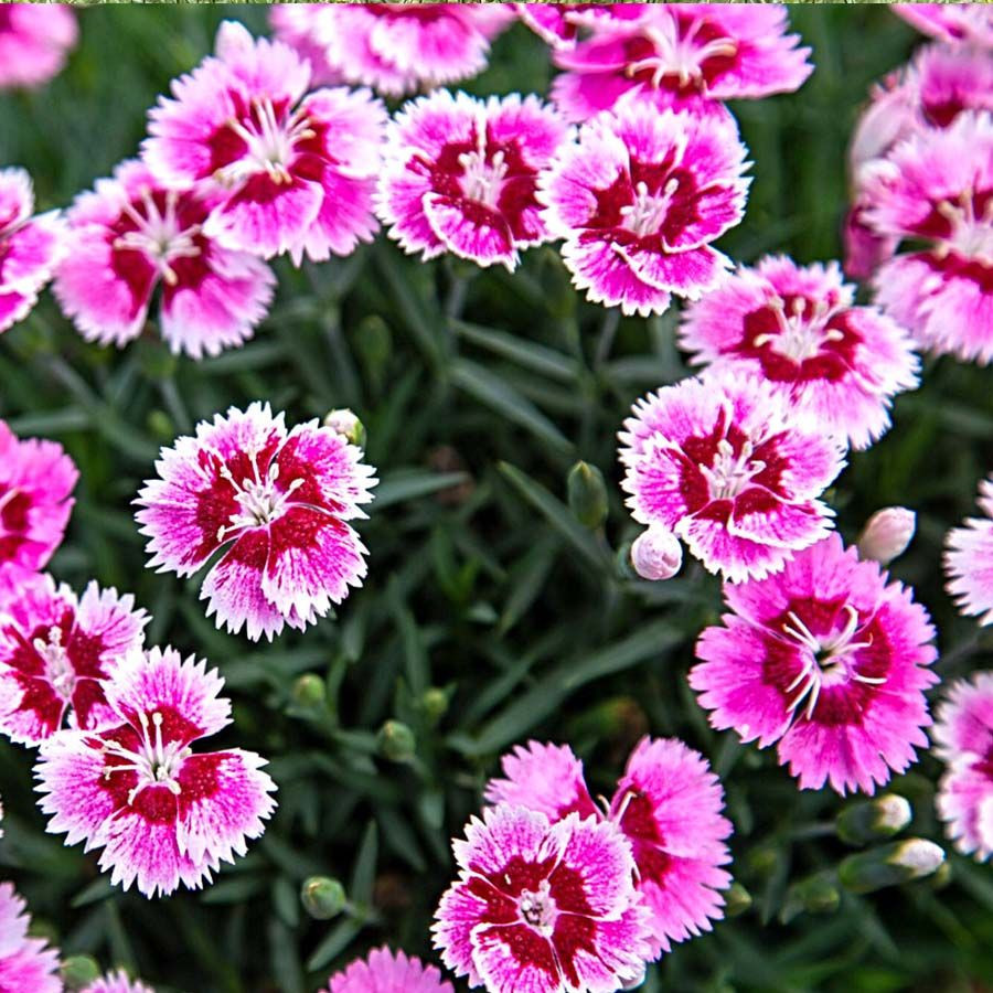Dianthus EverBloom Strawberry Tart liners from Emerald Coast Growers