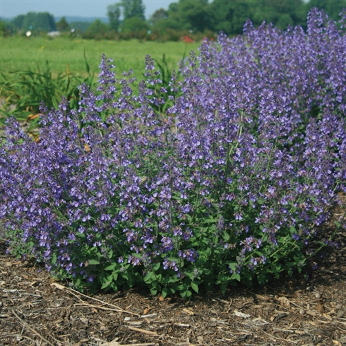 Nepeta Whispurr Blue sturdy plant id tag with description, picture, and ...
