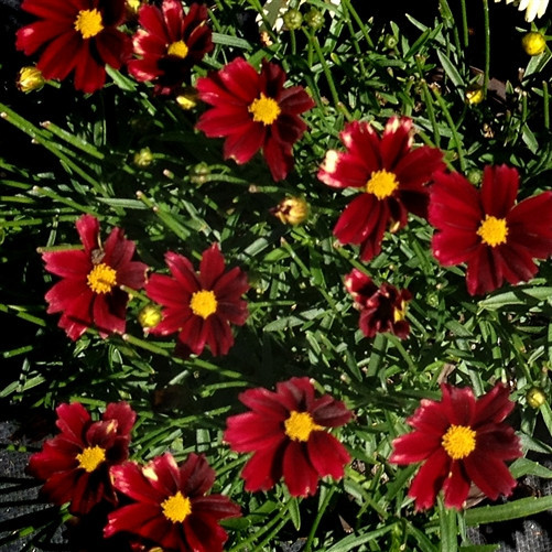 Coreopsis Little Bang Red Elf liners from Emerald Coast Growers