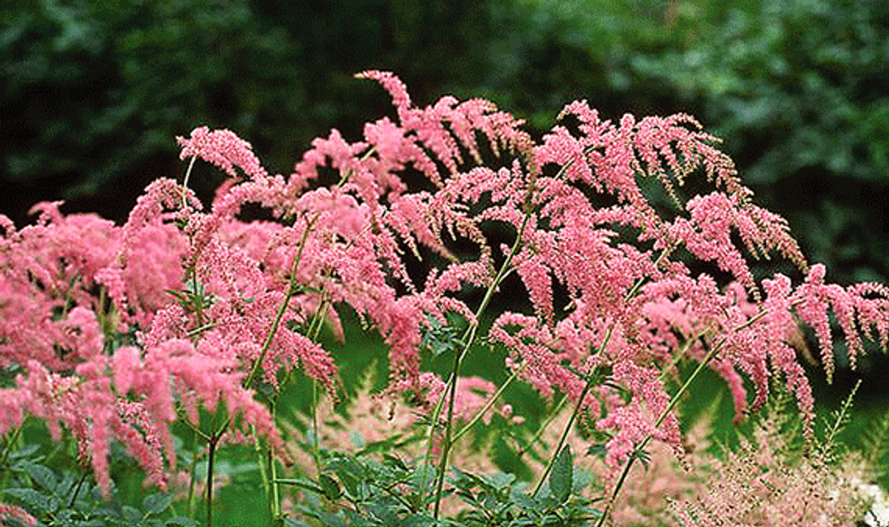 Blog Emerald Coast Growers