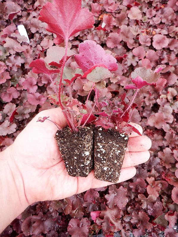 The A-Team Benchwarmer (Heuchera Melting Fire) - Emerald Coast Growers
