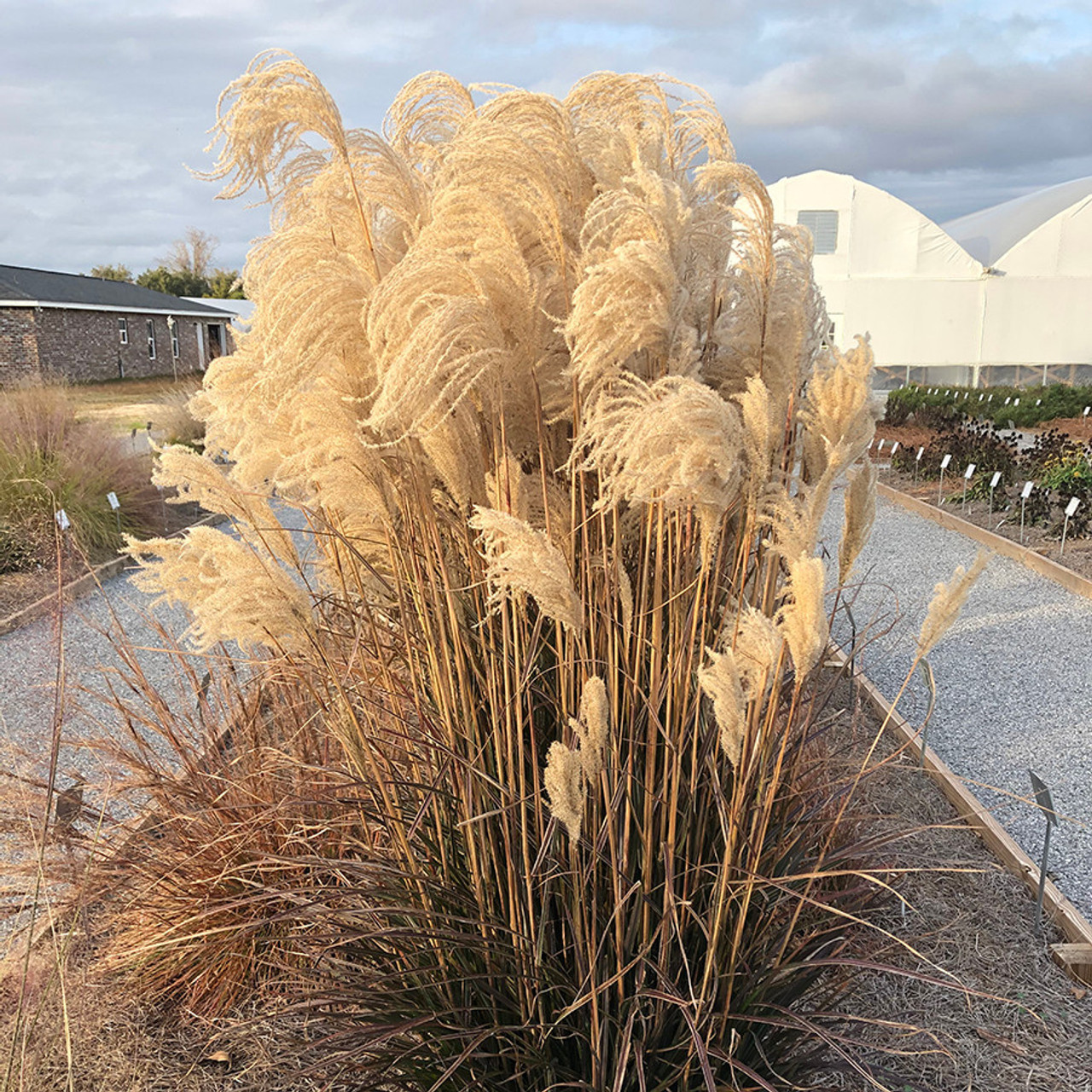 Miscanthus Oktoberfest Liners From Emerald Coast Growers